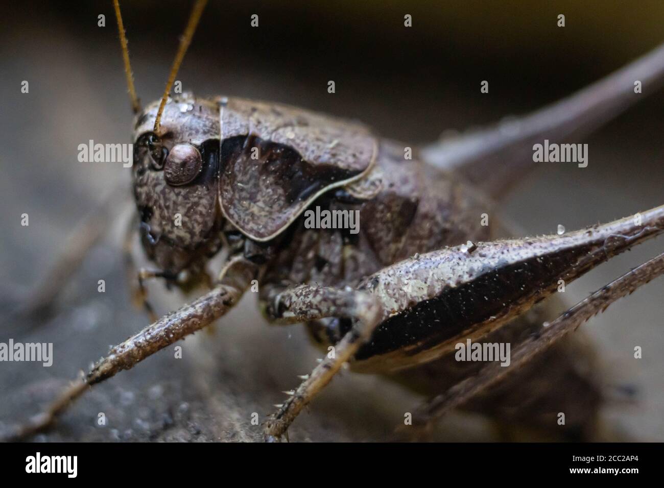 Macro photo shoot of a big cricket met in wild european nature Stock ...