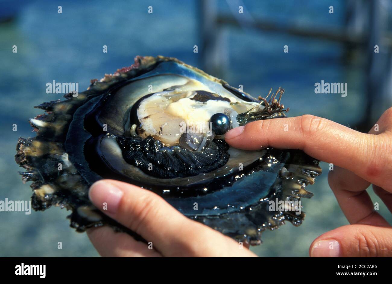 Black pearls and oyster, French Polynesia Stock Photo - Alamy