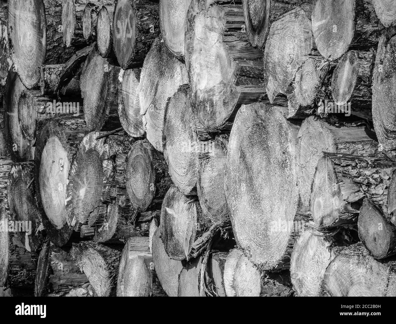 Gray scale shot of tree logs - perfect for a background Stock Photo - Alamy