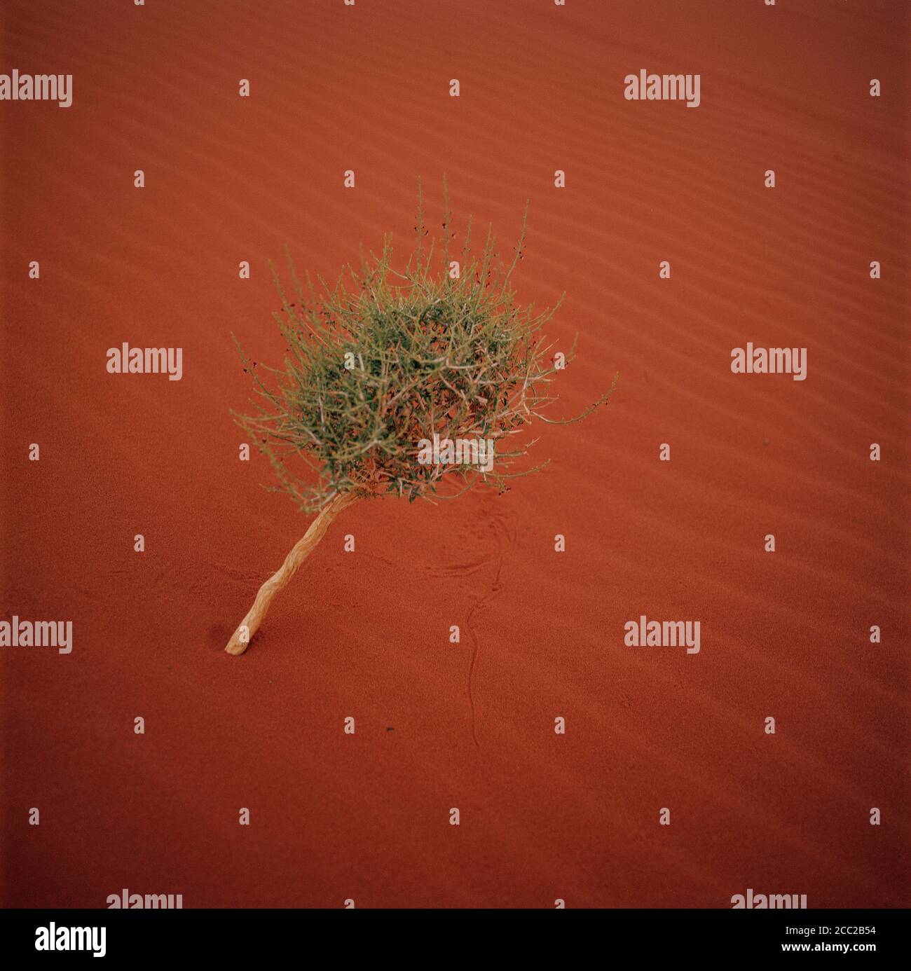 Jordan, Wadi Rum, Tree in the desert, elevated view Stock Photo - Alamy