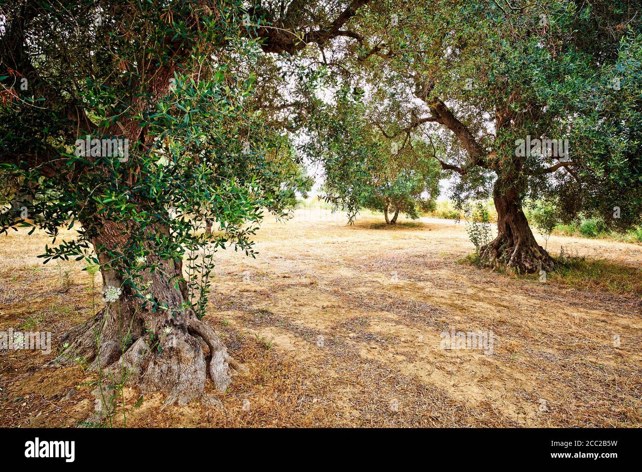 Cultivation field in italy hi-res stock photography and images - Alamy