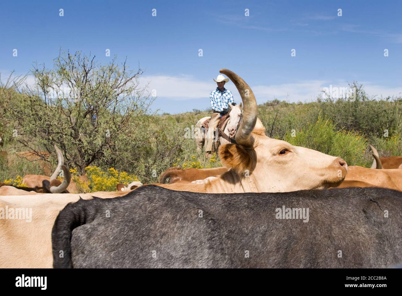 USA, Texas, Dallas, Cowboy and Texas Longhorn Cattles (Bos taurus Stock ...