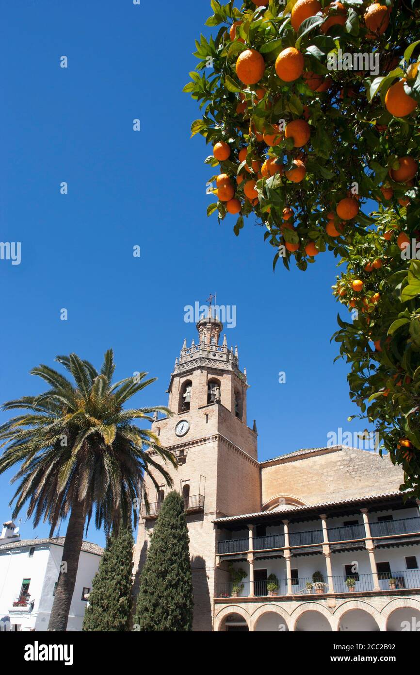 Spain, Ronda, View of Plaza Duquesa de Parcent and orange tree in ...