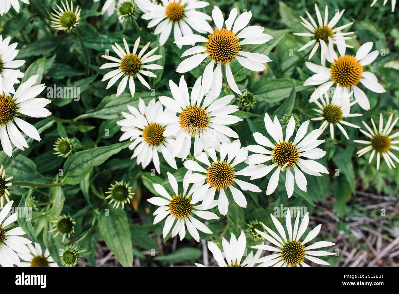 Beautiful giant daisy flowers hi-res stock photography and images - Alamy