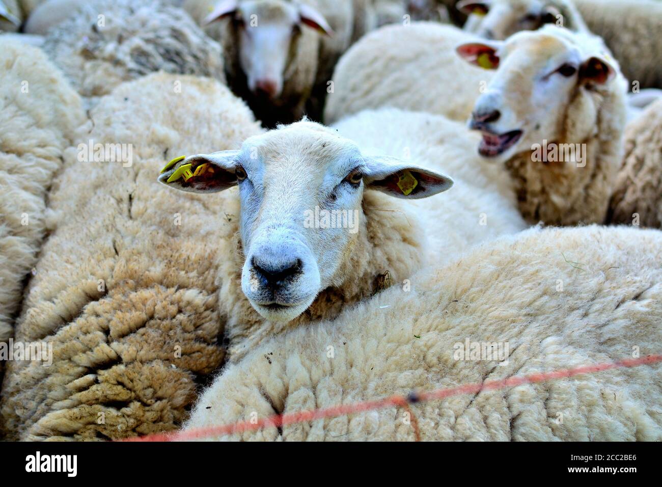 Sheep farming germany hi-res stock photography and images - Alamy