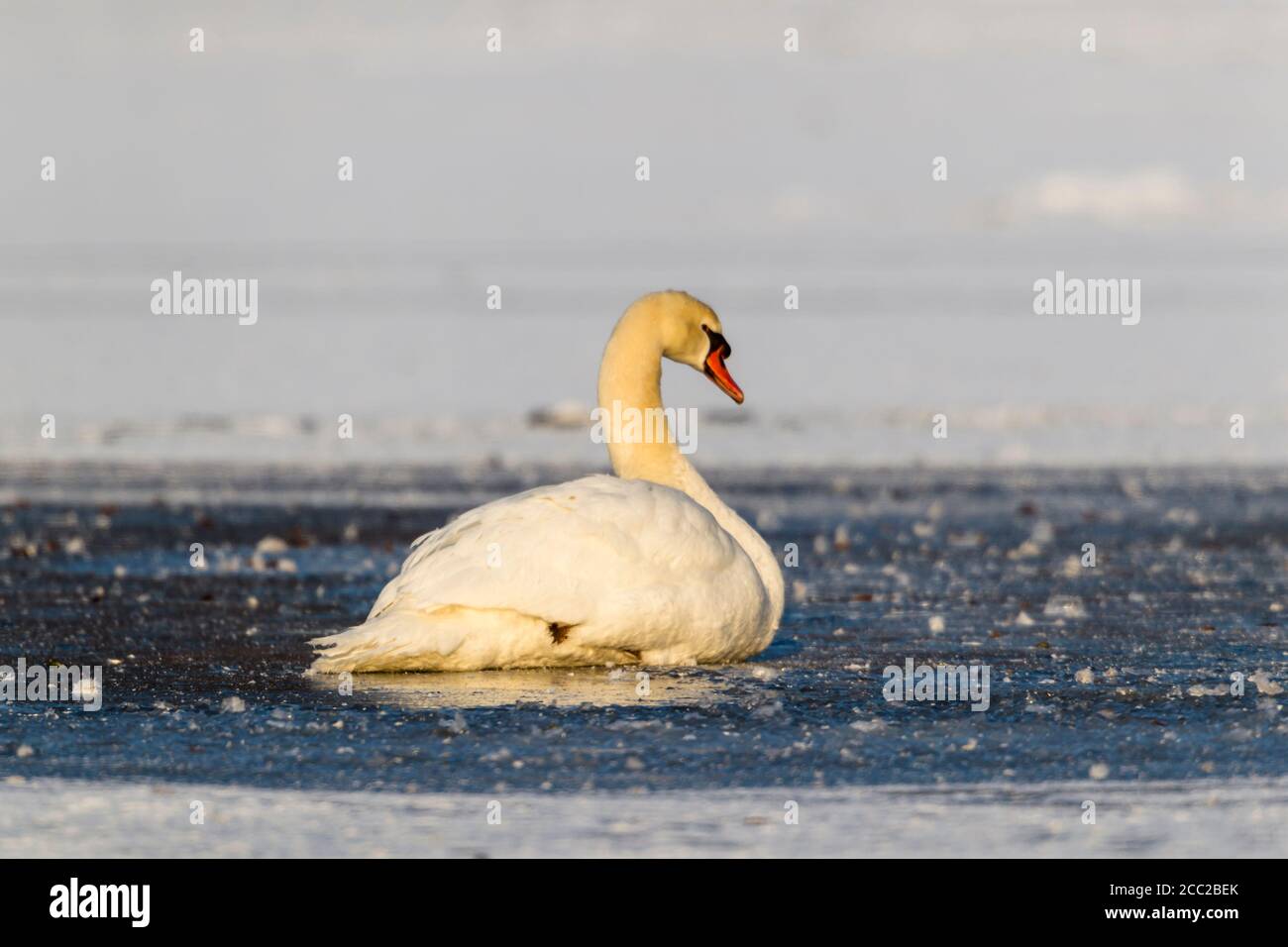 Frozen swan hi-res stock photography and images - Alamy