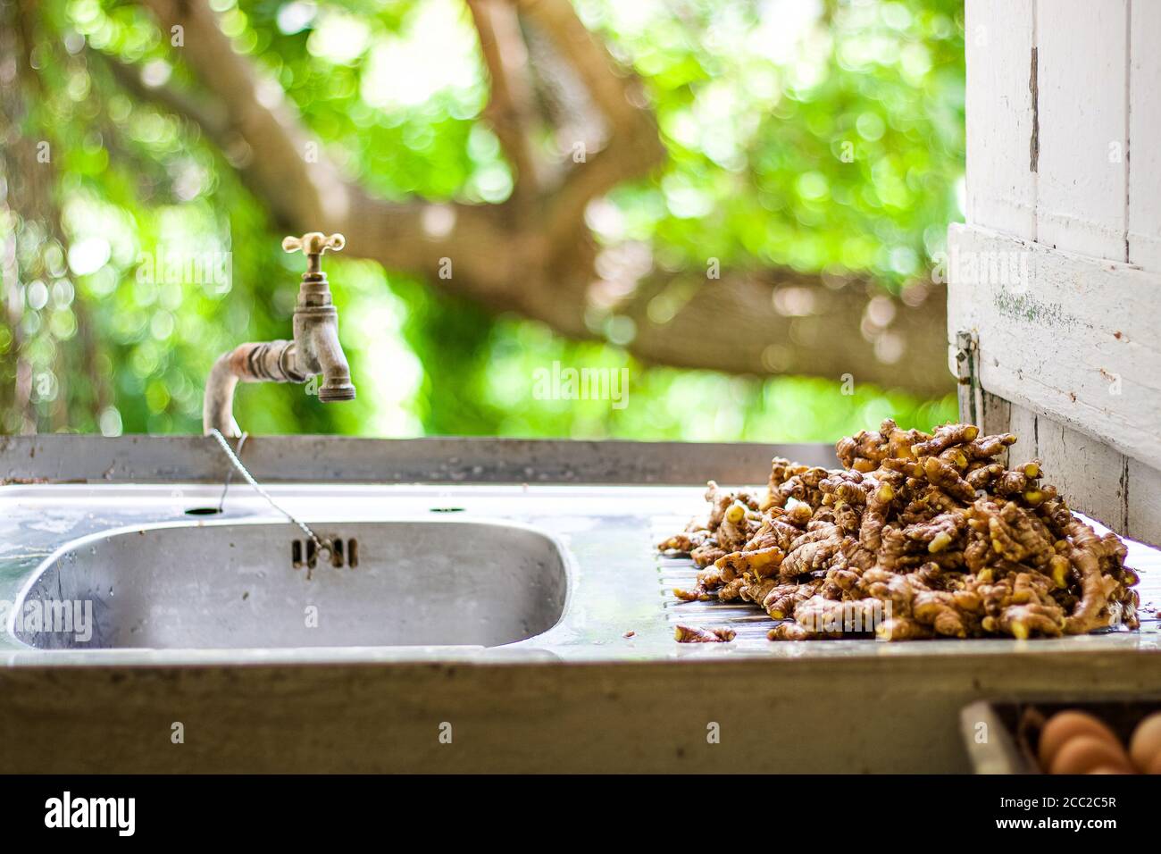 Freshly harvested ginger next to a kitchen sink overlooking landscape ...