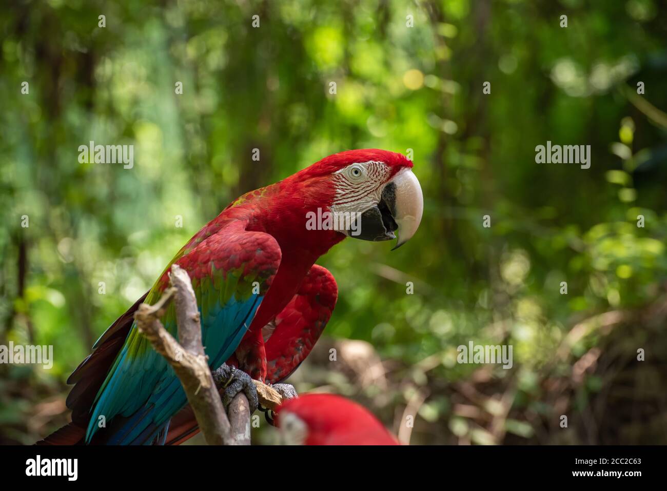 Macaw on tree hi-res stock photography and images - Alamy