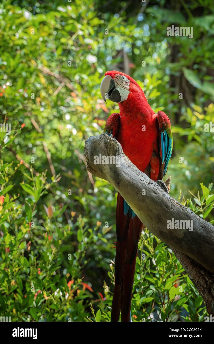 The green-winged macaw on tree branch Stock Photo - Alamy