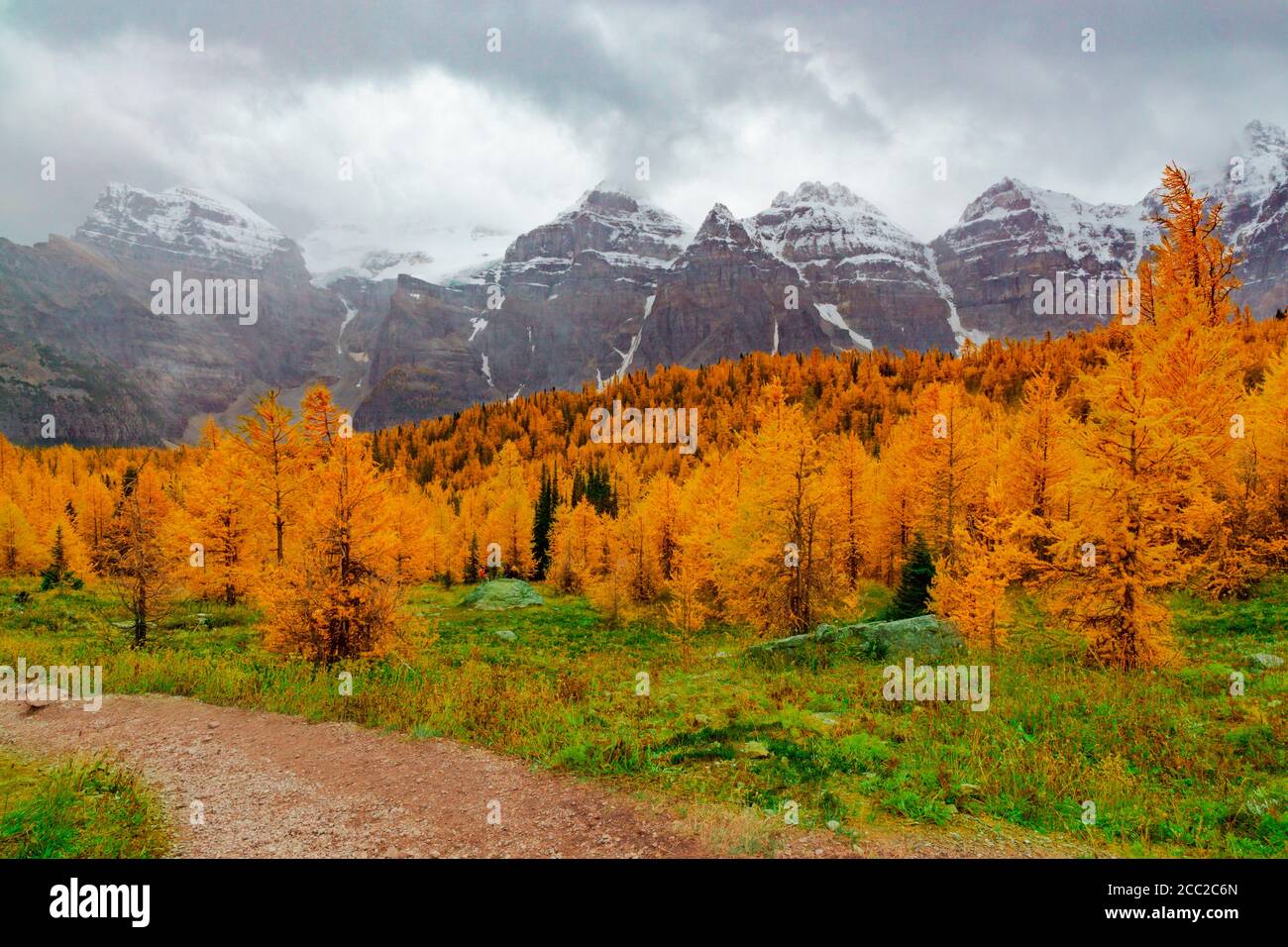 Golden aspen trees in alberta hi-res stock photography and images - Alamy