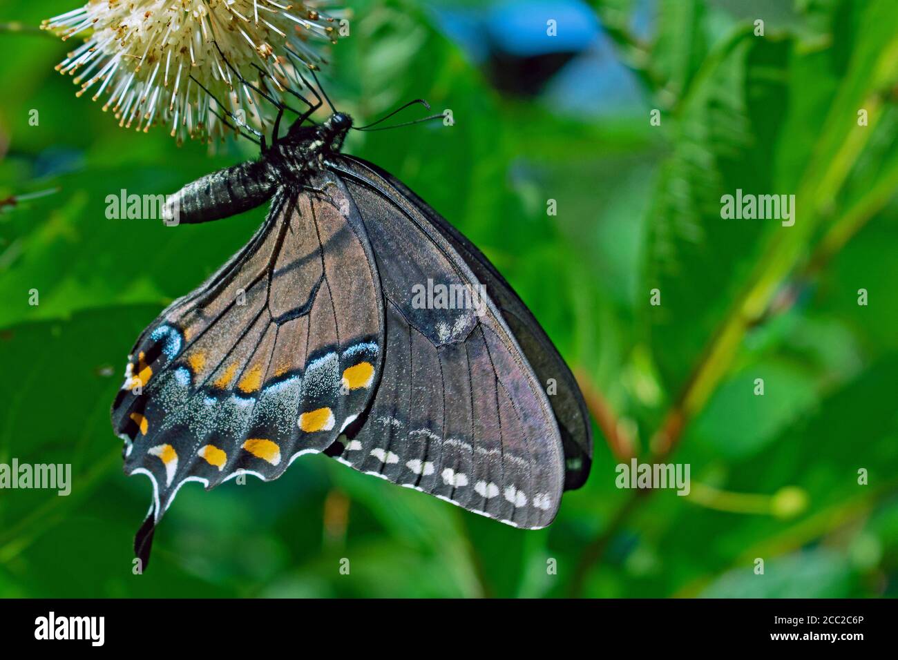 African swallowtail hi-res stock photography and images - Alamy