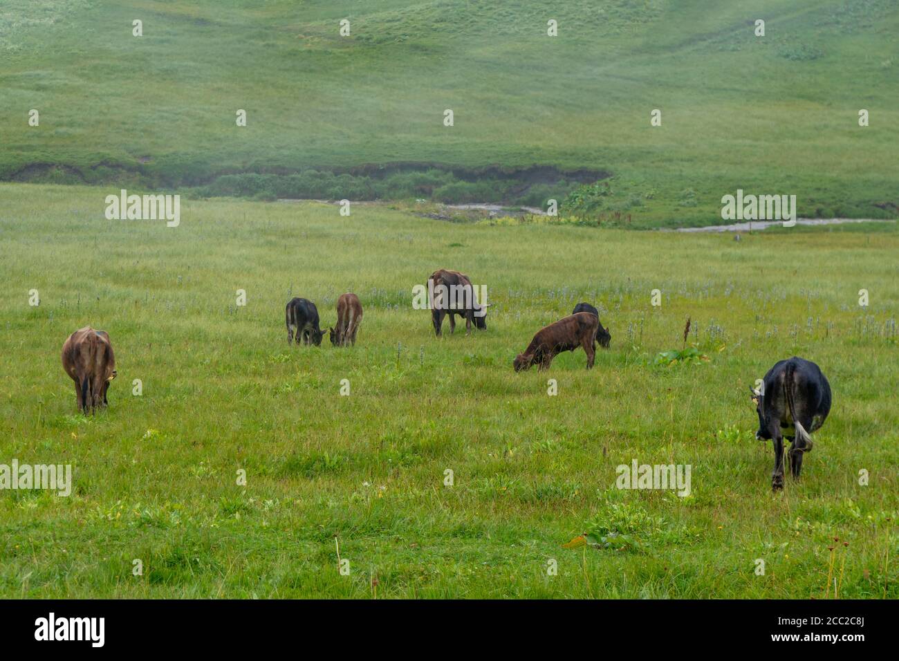 Lots of cows hi-res stock photography and images - Alamy