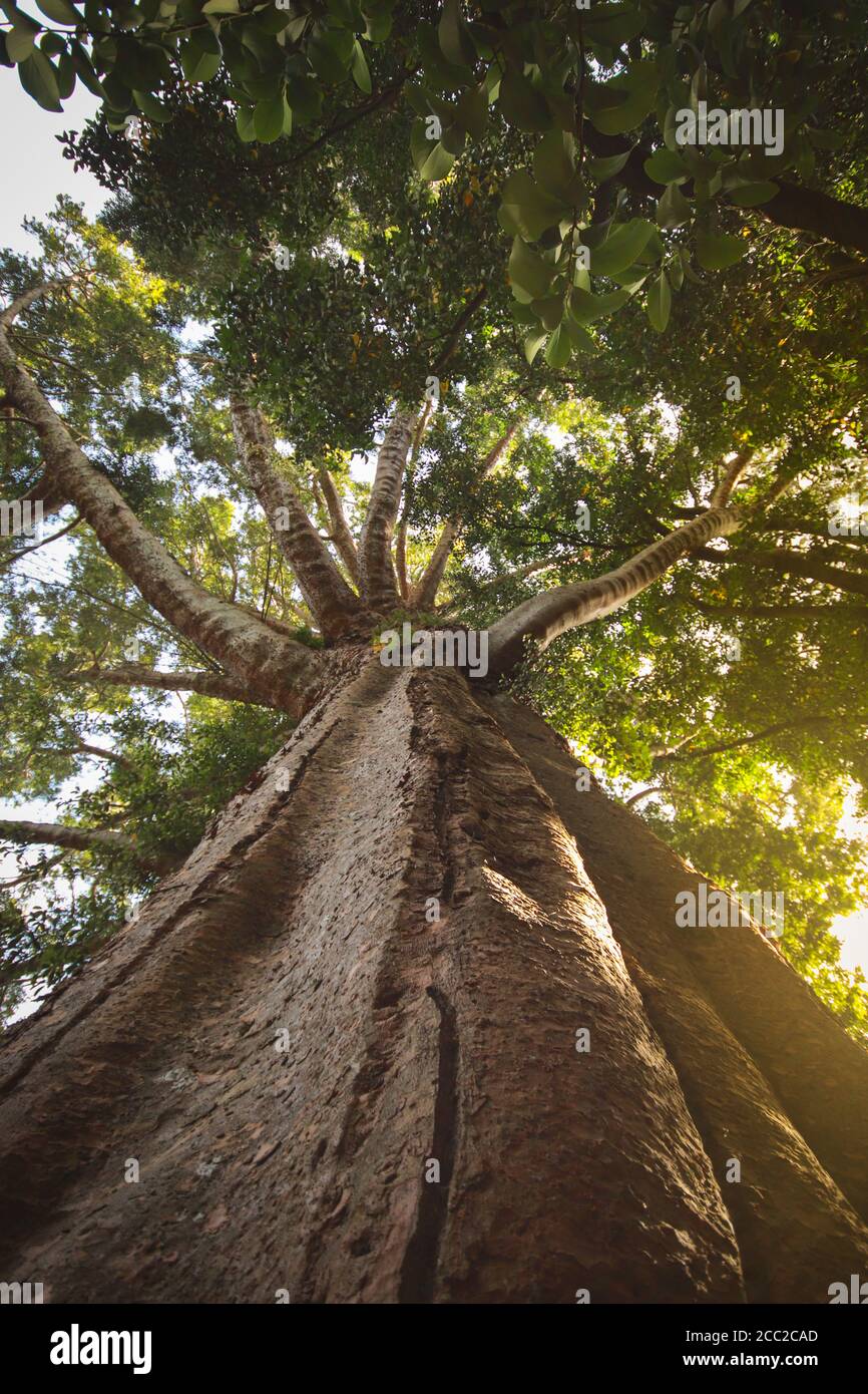 Big trees leaves looking up at the outdoor trees trees hi-res stock ...