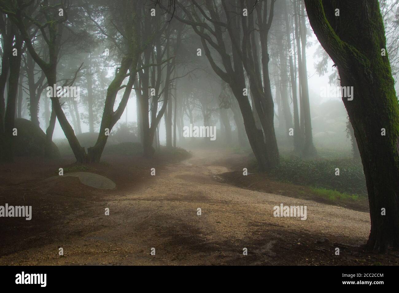 Path in a wood covered with mist Stock Photo - Alamy