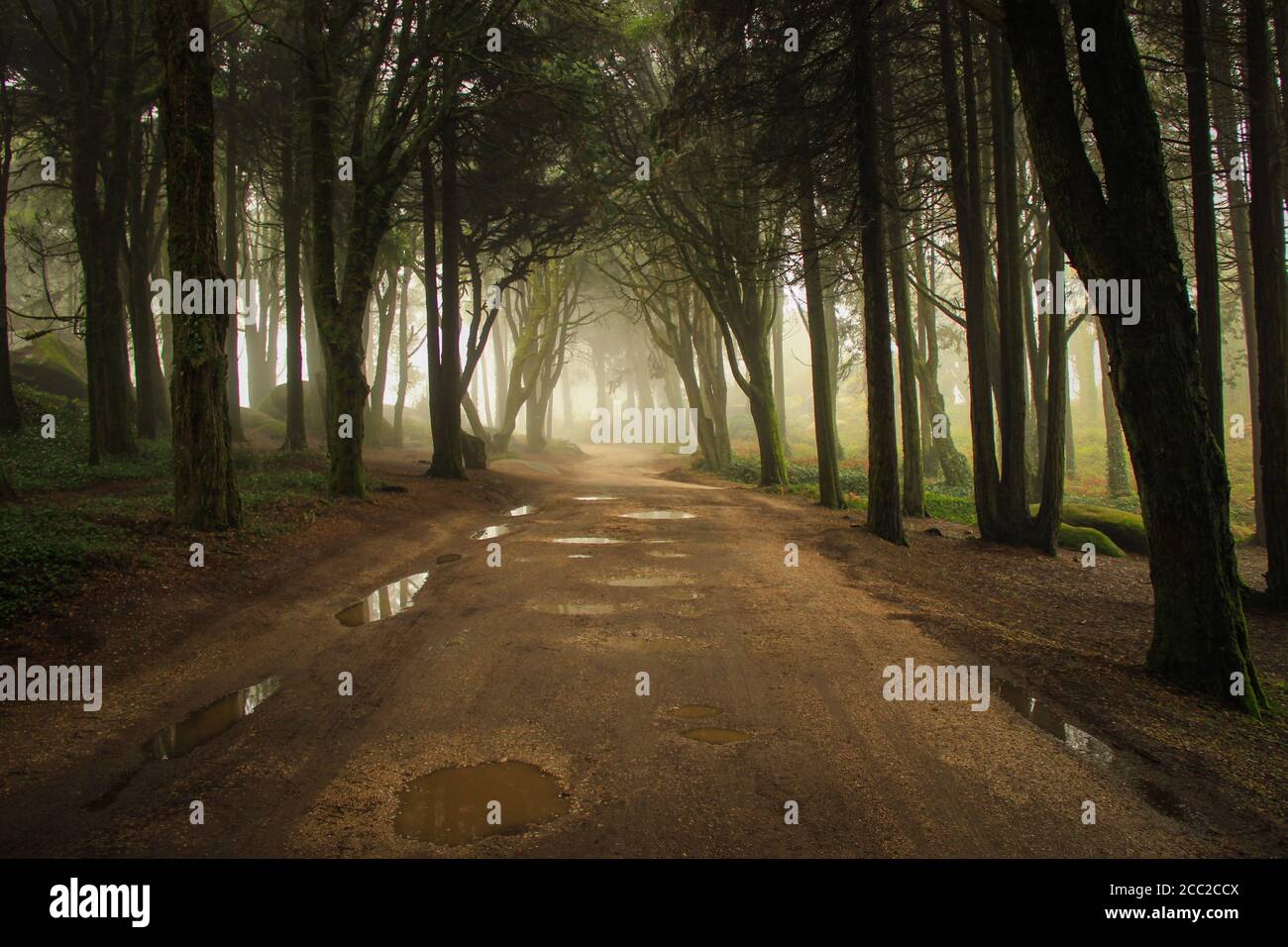 Path in a forest covered with mist. Arched tree branches Stock Photo ...