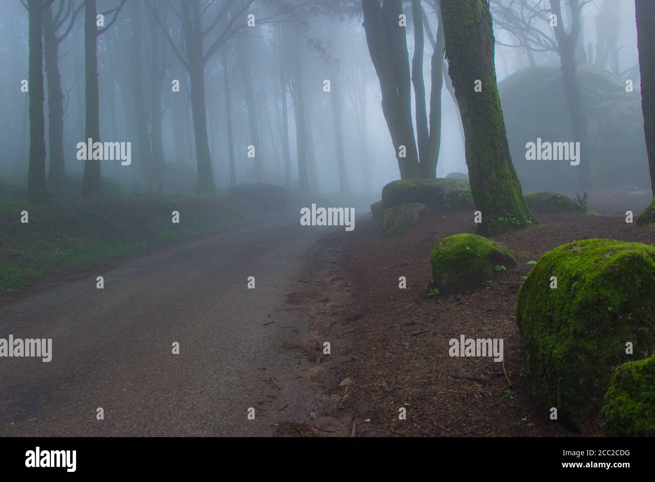 Road in a forest covered with mist Stock Photo - Alamy