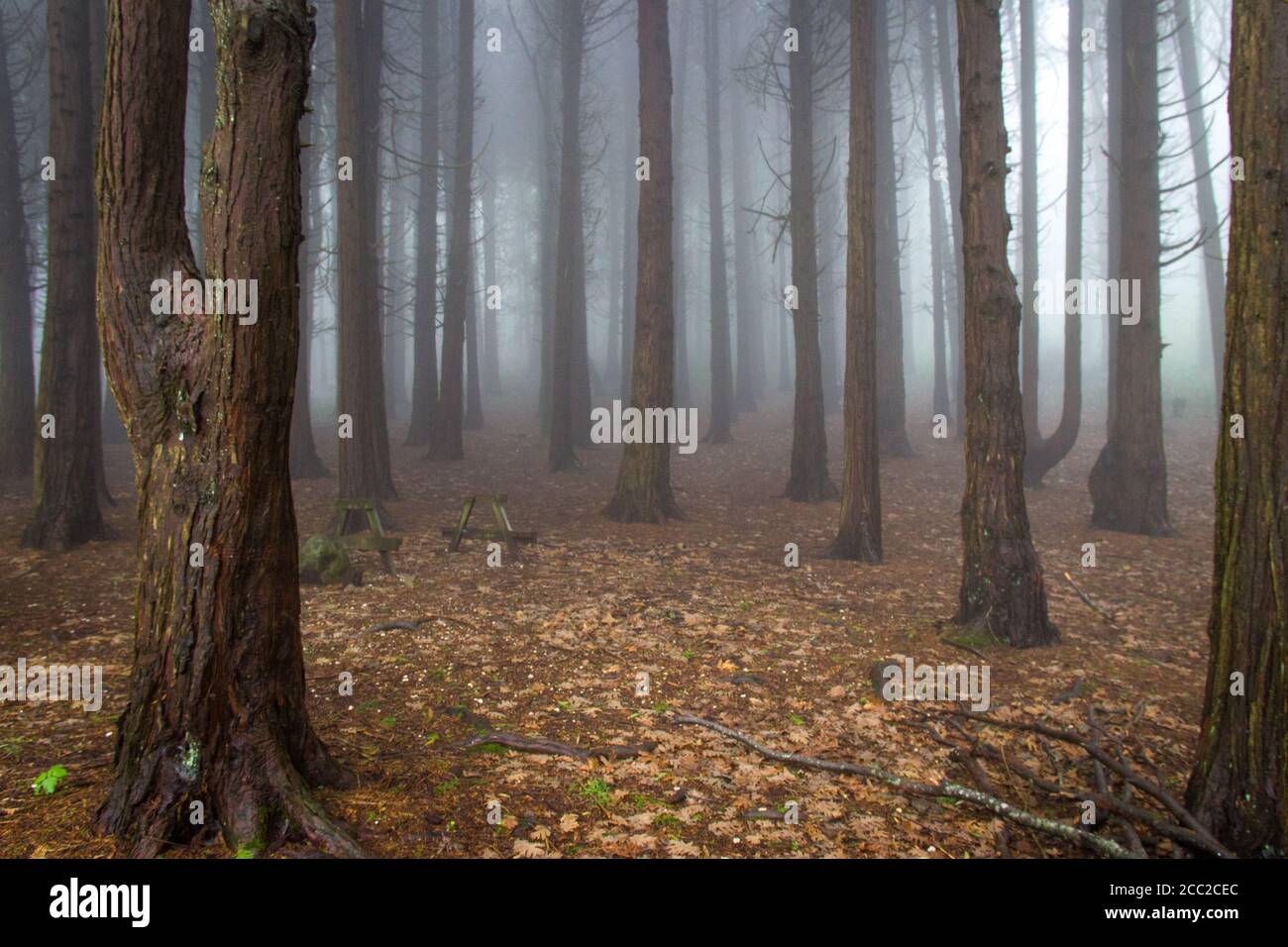 Amazing wood covered with mist Stock Photo - Alamy