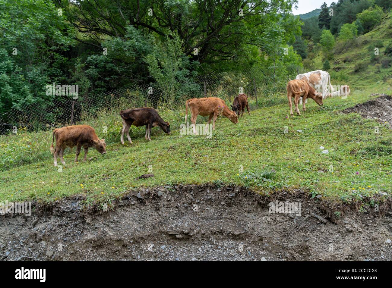 Lots of cows in a mountain green pasture Stock Photo - Alamy
