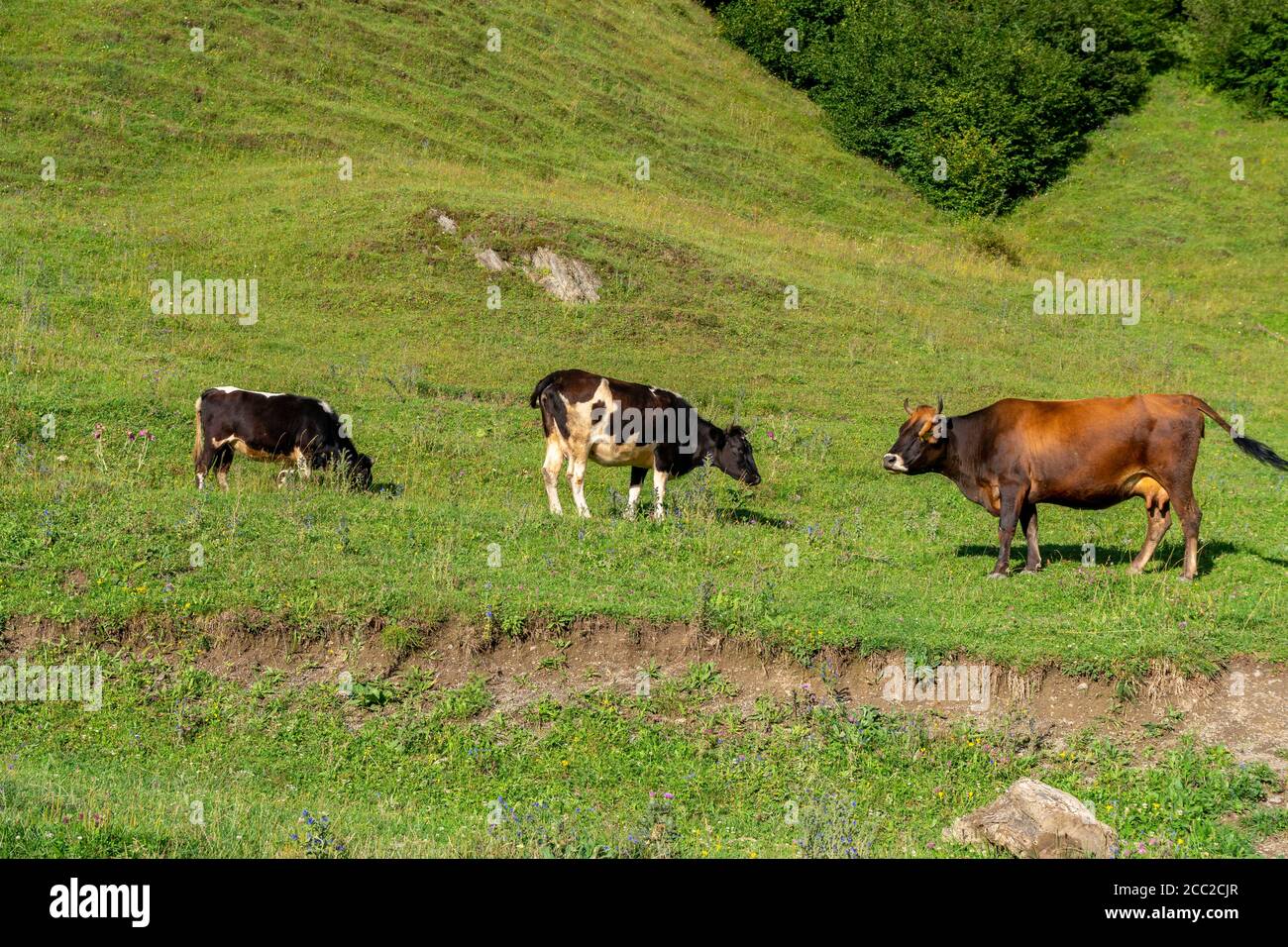 Lots of cows in a mountain green pasture Stock Photo - Alamy