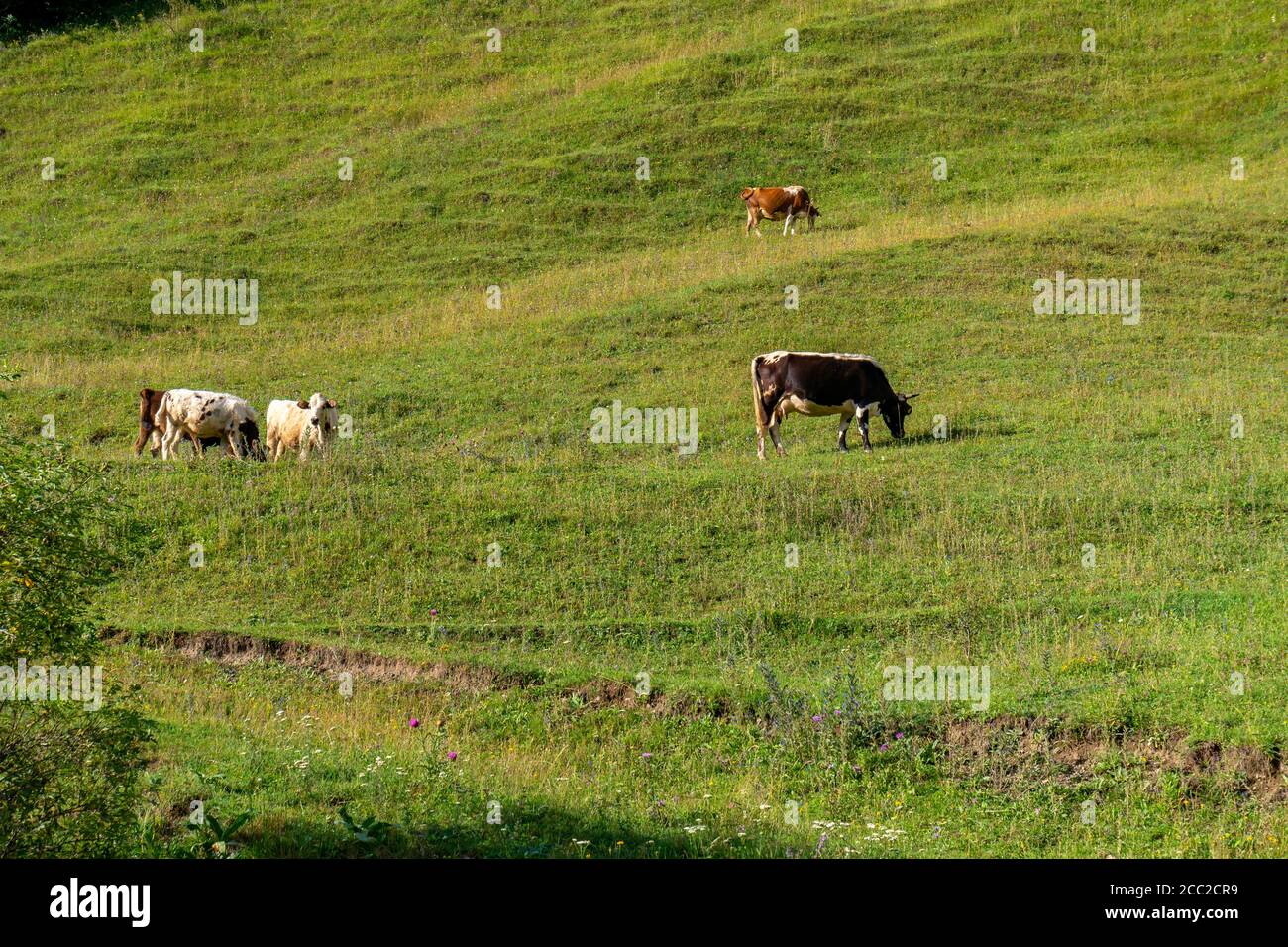 Lots of cows in a mountain green pasture Stock Photo - Alamy