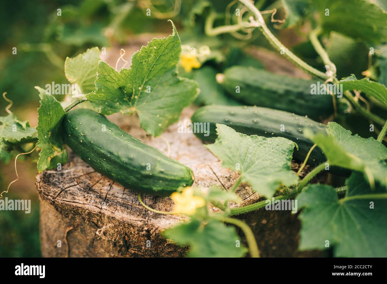 Cucumber plant in vegetable garden Stock Photo - Alamy