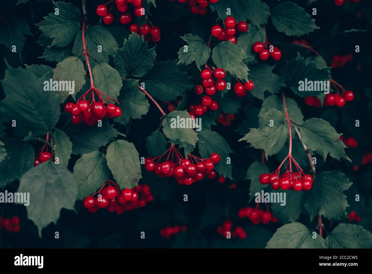 Red berry cluster hi-res stock photography and images - Alamy