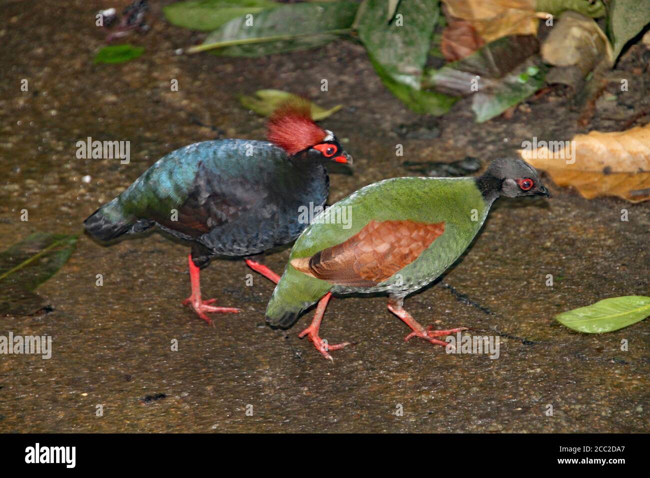 A male and female rollulus crested partridges cross the path together ...