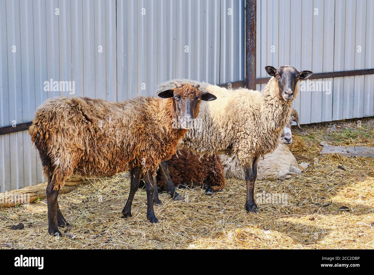 two sheep standing in the barnyard Stock Photo - Alamy