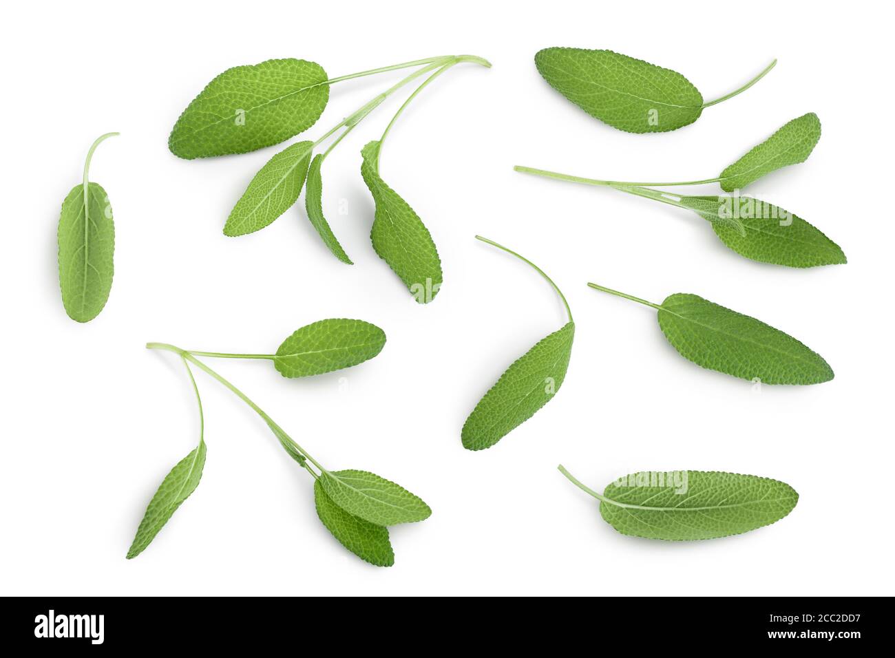 Sage herb leaves isolated on white background with clipping path . Top ...
