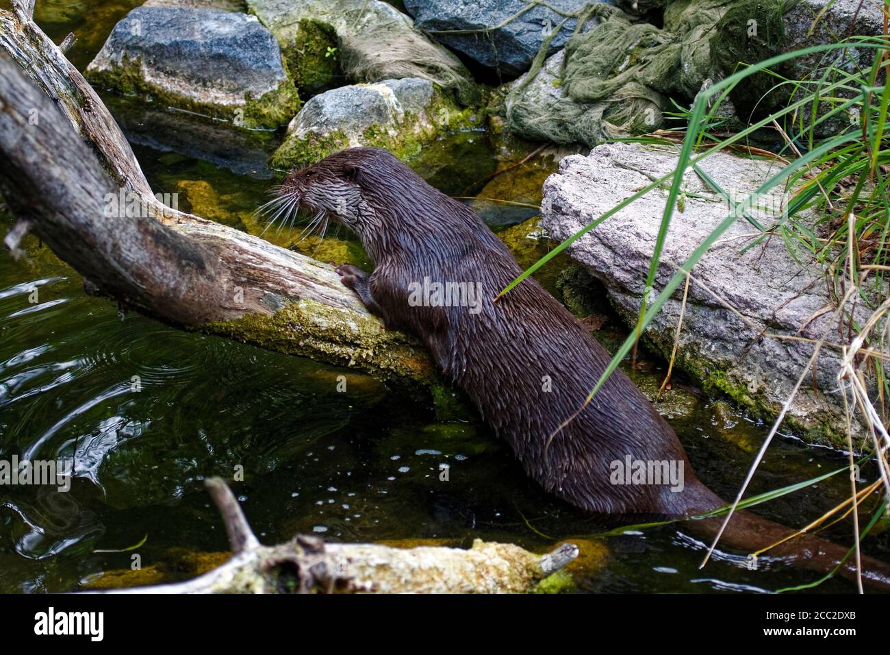 Otter on log hi-res stock photography and images - Alamy