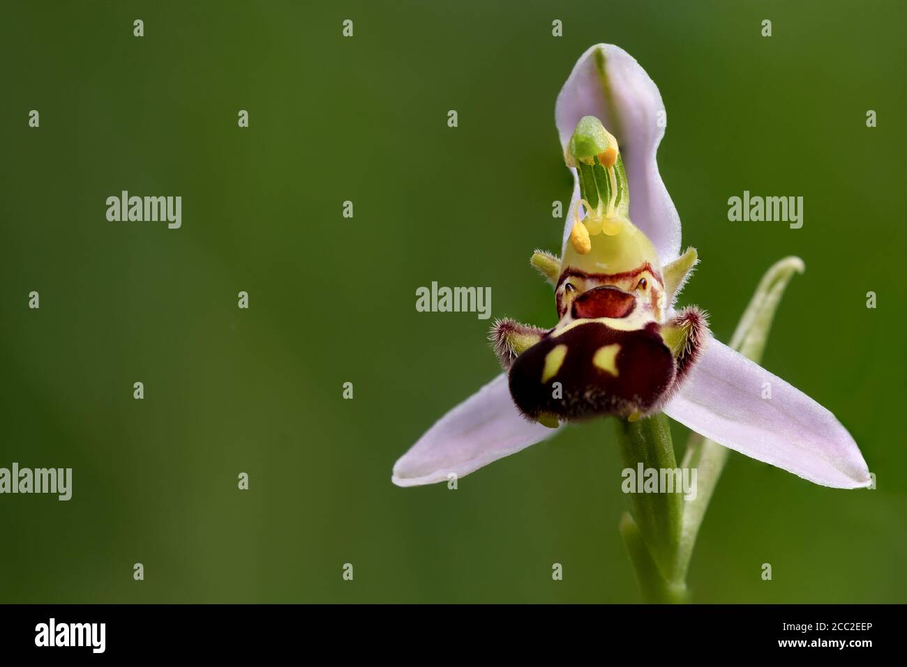 Ophrys genus hi-res stock photography and images - Alamy