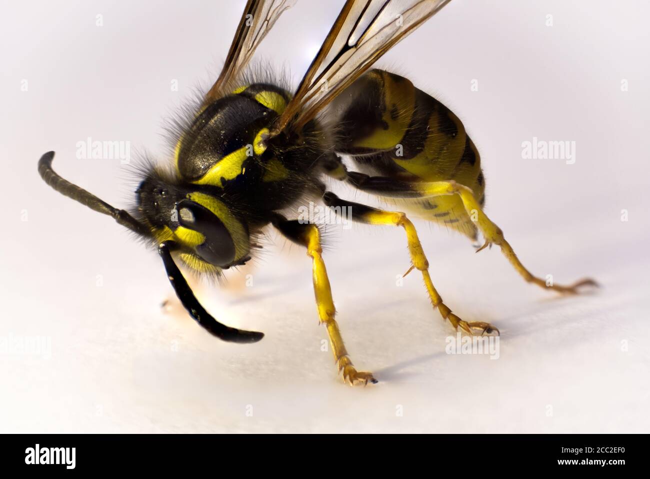 The common wasp (Vespula vulgaris) is a wasp species from the genus of ...