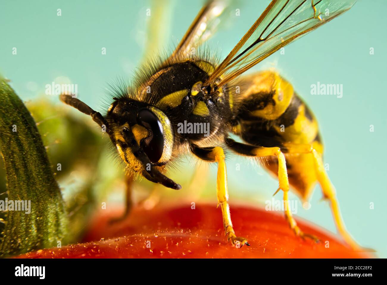 The common wasp (Vespula vulgaris) is a wasp species from the genus of ...