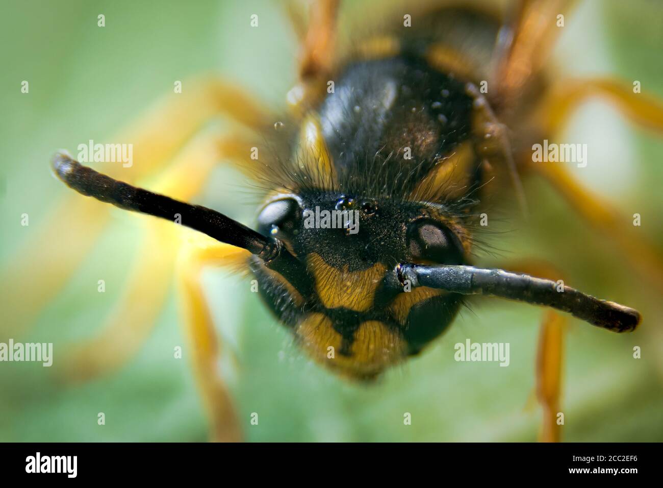 The common wasp (Vespula vulgaris) is a wasp species from the genus of ...