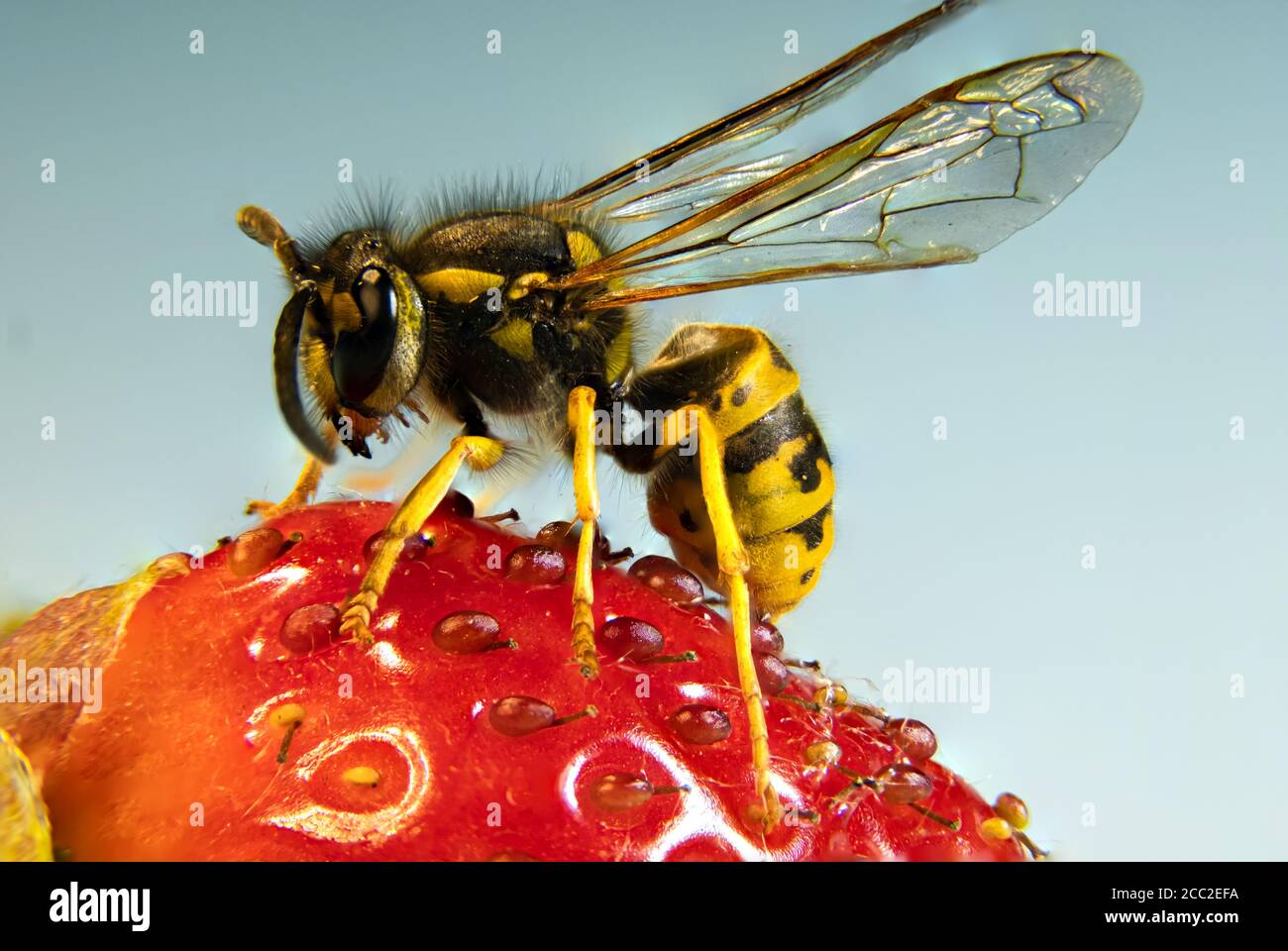 Real Wasps High Resolution Stock Photography and Images - Alamy