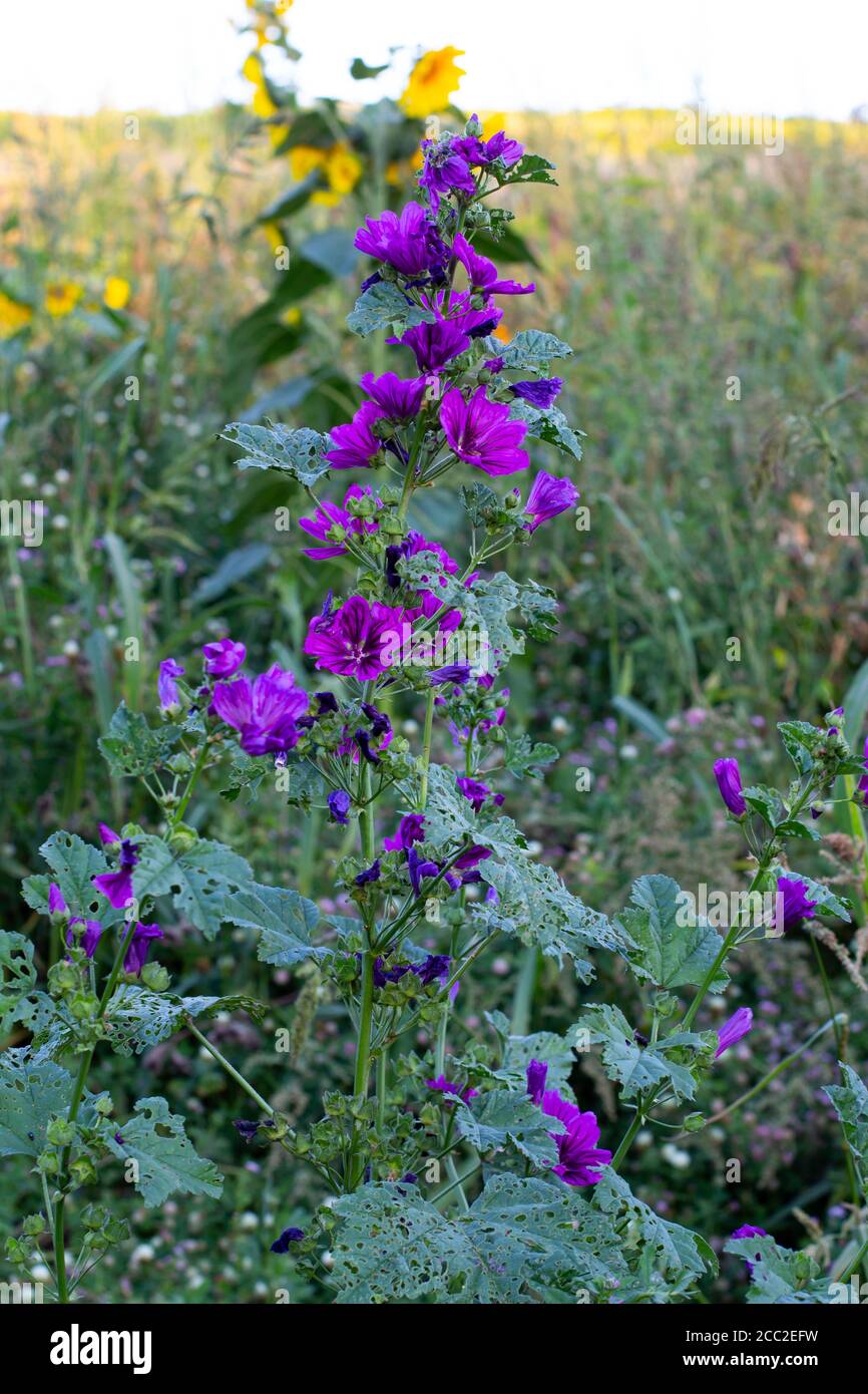 Flowers of a wild mallow in a field, also called Malva sylvestris ...