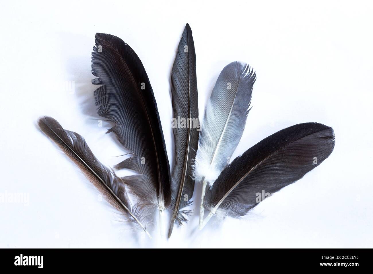 Various feathers on white background Stock Photo - Alamy