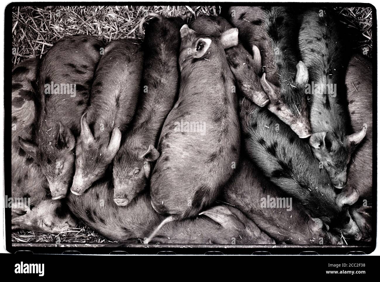 Crossed pigs hi-res stock photography and images - Alamy