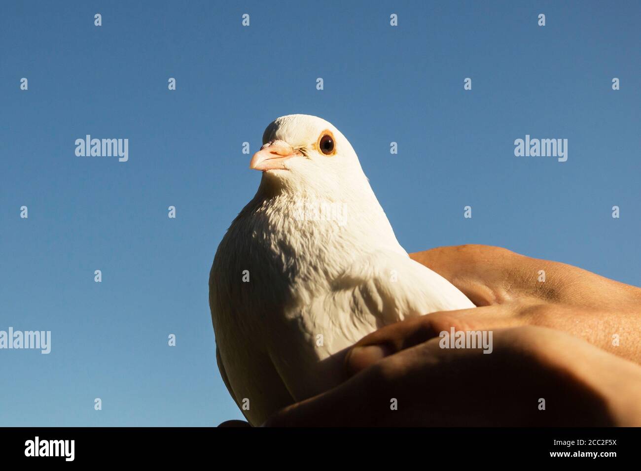 Hand holding dove hi-res stock photography and images - Alamy