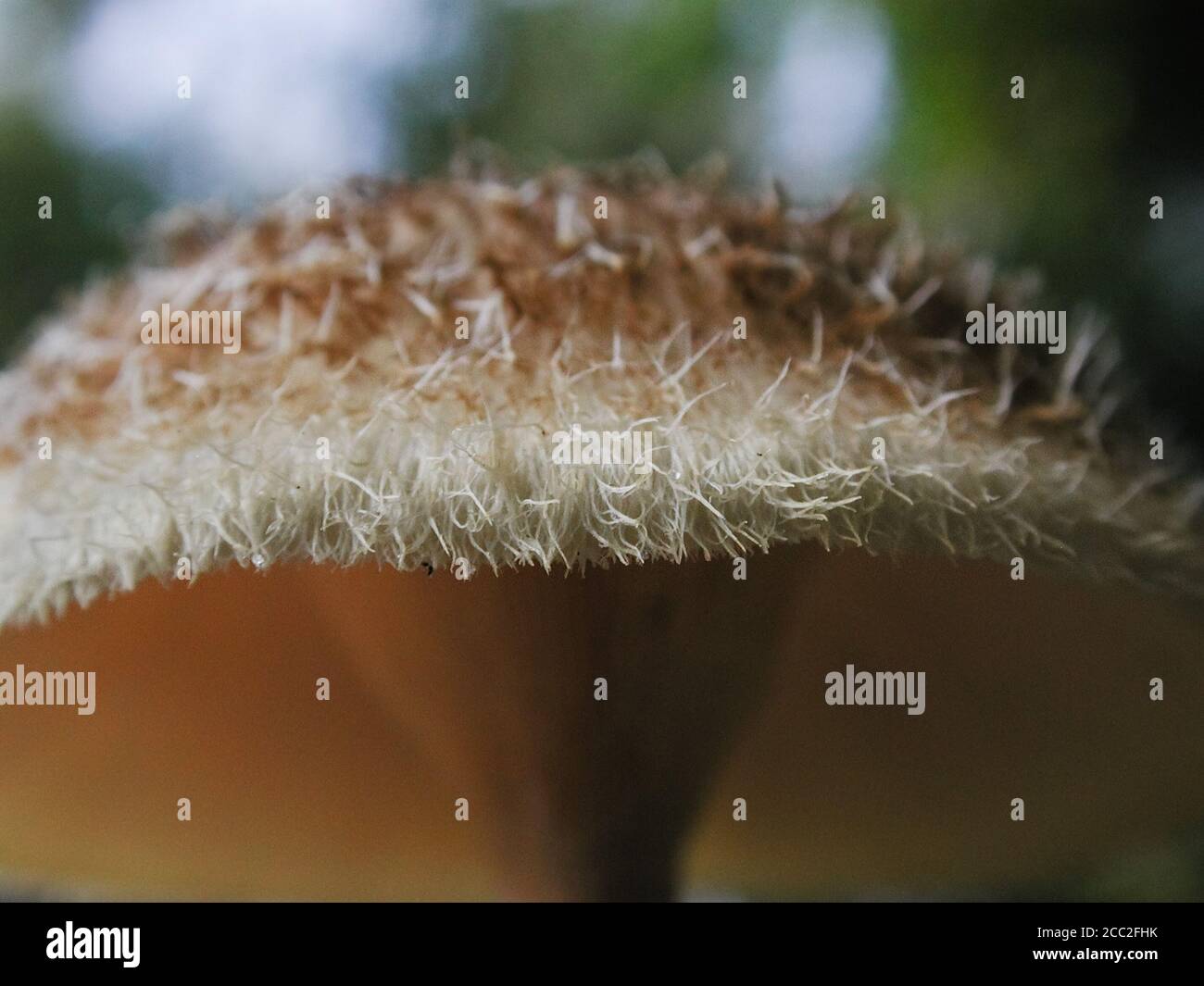 Hairy mushrooms hi-res stock photography and images - Alamy