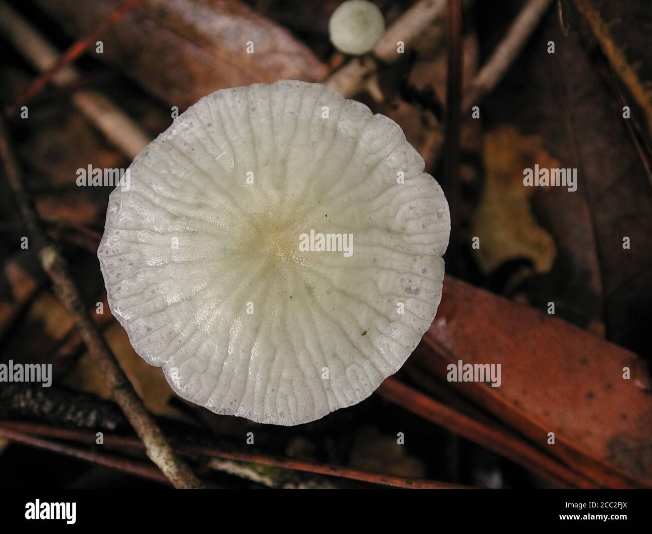 Mushrooms are a form of fungi found in natural settings around the ...