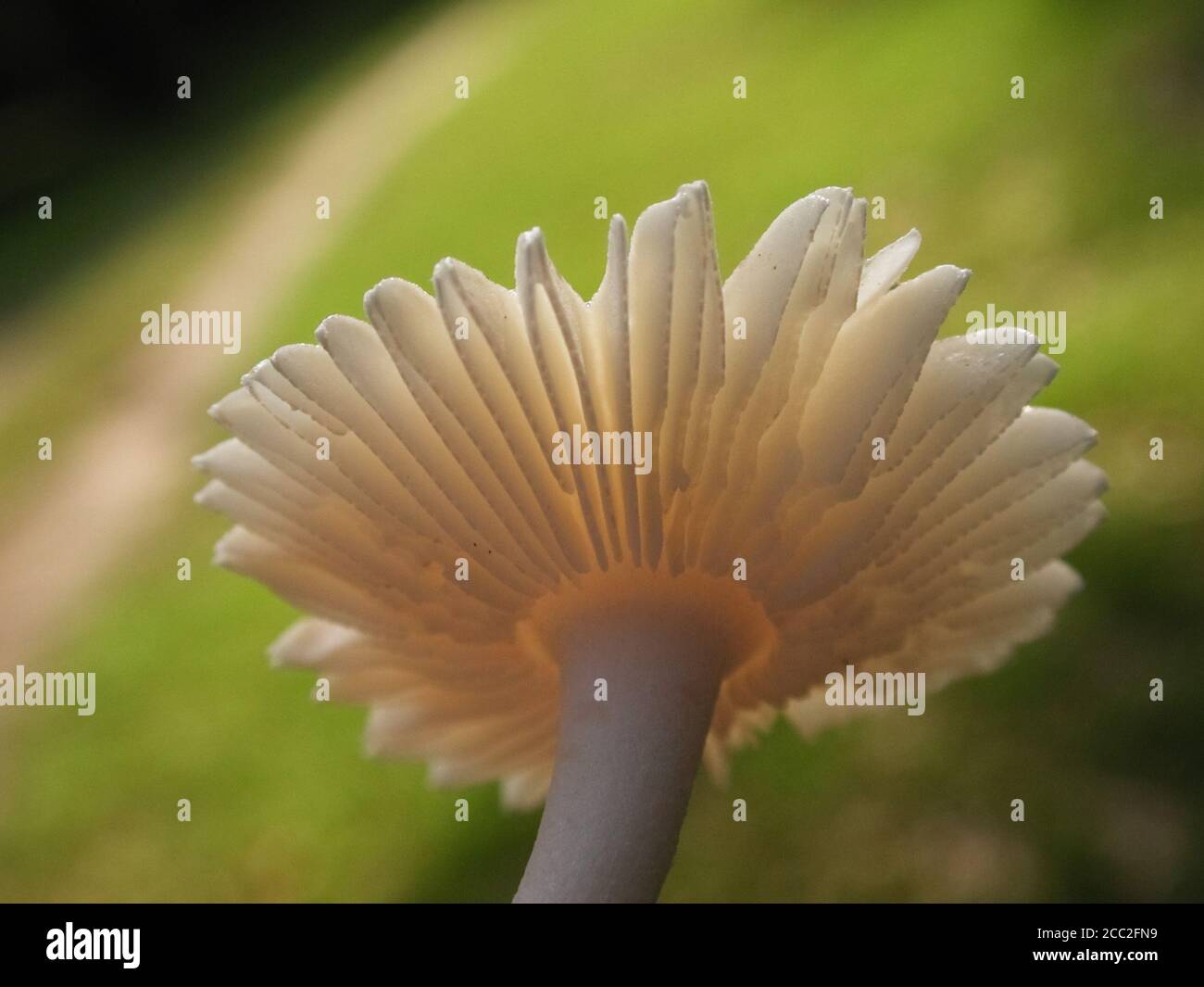 Mushrooms are a form of fungi found in natural settings around the ...