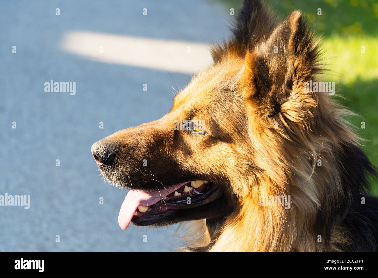 The portrait of German sheep dog, which attentively looks into the ...