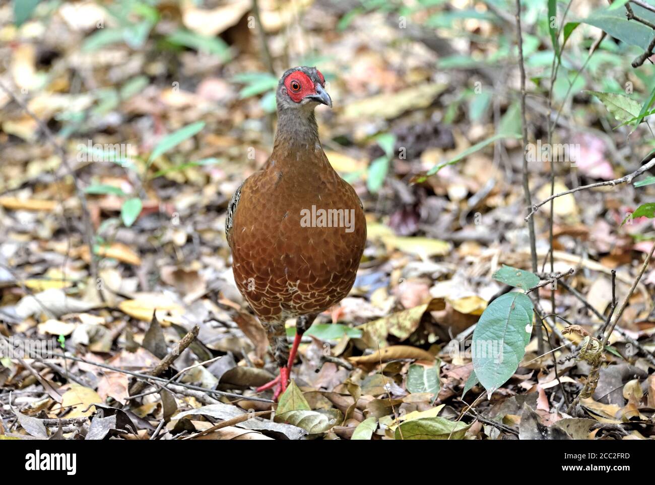 Diards fireback pheasant hi-res stock photography and images - Alamy