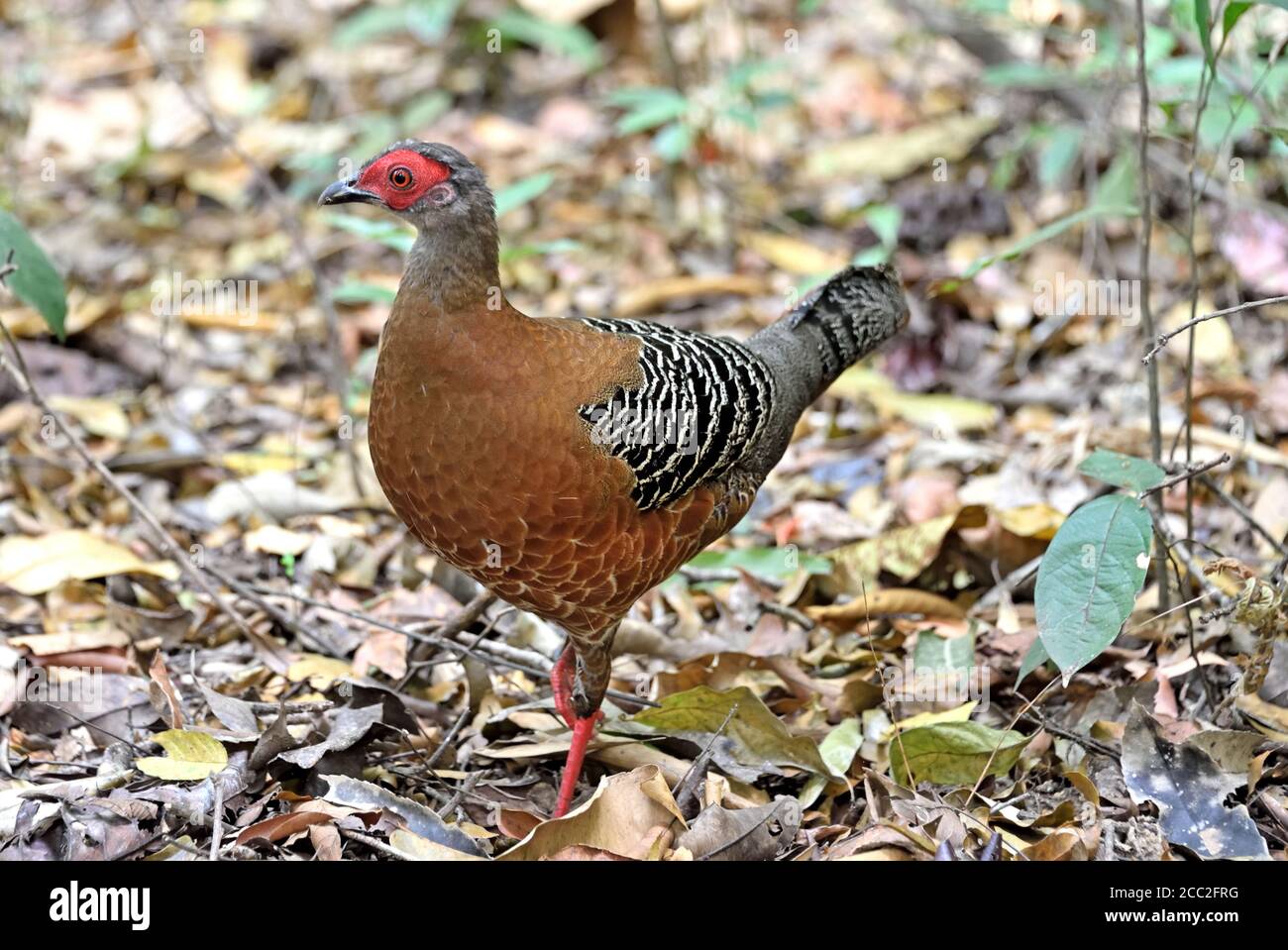 Diards fireback pheasant hi-res stock photography and images - Alamy
