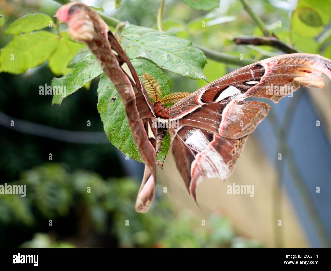 A big size night butterfly or moth belonging to the paraphyletic group ...
