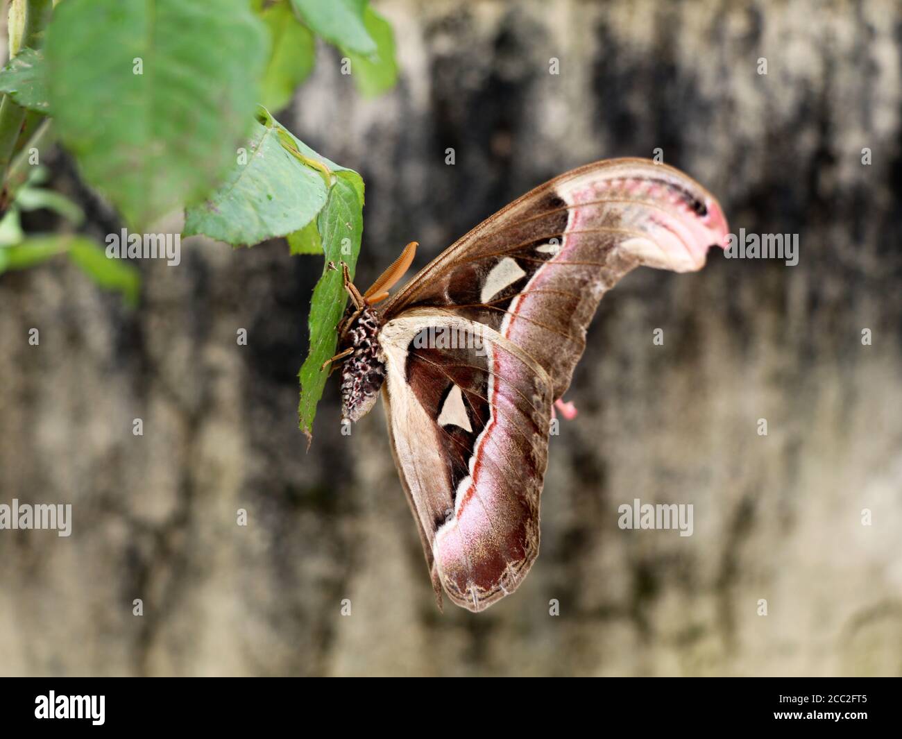 A big size night butterfly or moth belonging to the paraphyletic group ...