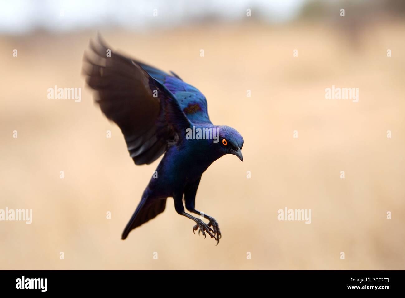 Cape Glossy Starling (Lamprotornis nitens) in flight - Kruger National ...