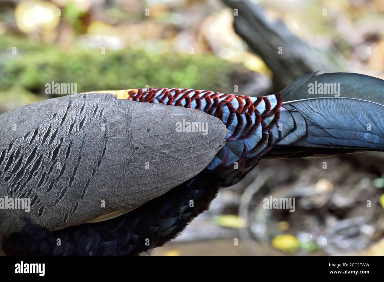 Siamese fire back pheasant hi-res stock photography and images - Alamy