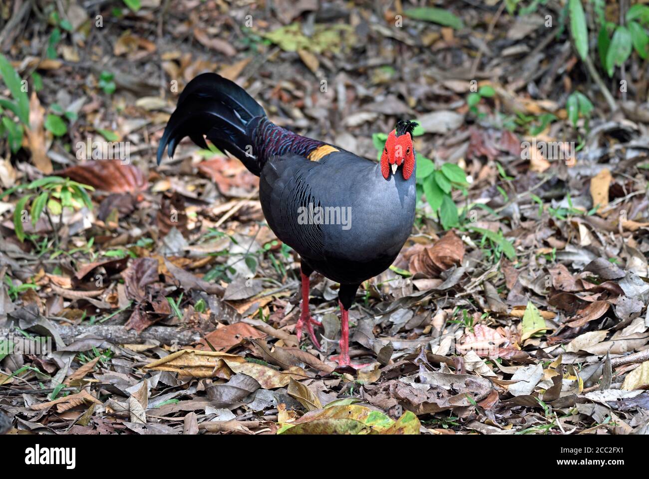 A male Siamese Fireback (Lophura diardi) in the forest in North Eastern Thailand Stock Photo - Alamy